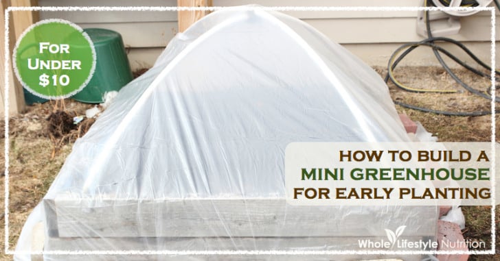 How To Build A Mini Greenhouse For Early Planting in 5 Easy Steps ...