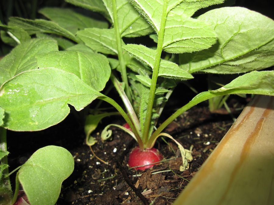 Growing Your Cool Weather Crops - Whole Lifestyle Nutrition